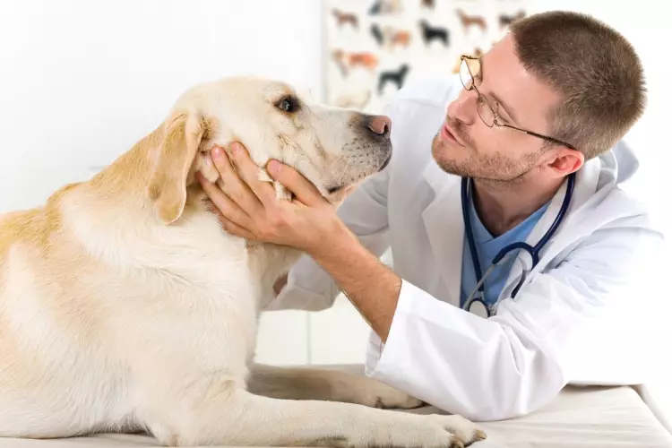 Veterinairen Et géif schéngen wéi eng Aart vu Risiko Veterinären anescht sinn wéi d'Méiglechkeet e puer Kratzer a Bëss ze kréien. Wéi och ëmmer, laut de Fuerscher, sinn Veterinairen a vill méi Gefor wéi et vu baussen schéngt. All, och dee klengsten, Kratzer kann zu verschiddenen ustiechende Krankheeten oder Virussen féieren. Zousätzlech ginn all Dag Veterinären u schiedlech Substanzen ausgesat, wat mat der Zäit zu der Entwécklung vun eeschte an onbezuelbare Krankheeten féiert.