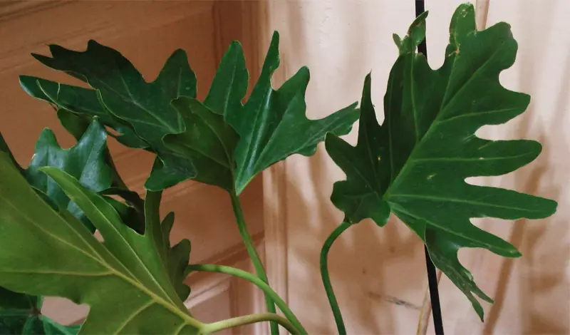 Philodendron Den tropiska filodendronen älskar att vara i fuktig luft och tål inte direkt ljus, vilket är sällsynt i sitt hemland. Det enda blomman behöver är en pinne som fastnat i krukan, som kommer att fungera som grund för den växande lianen.