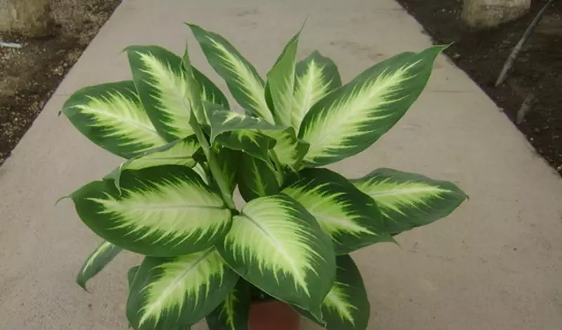 Dieffenbachia Diffused light är mest lämpligt för denna växt. Försök att använda en tjock gardin placerad mellan solen och blomman, annars kan dieffenbachia vissna bort.