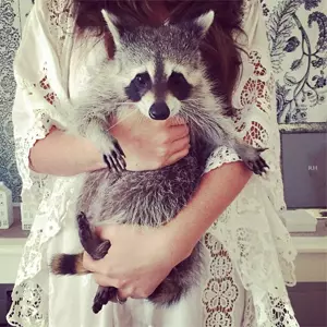 Otu esi azụlite raccoon n'ụlọ