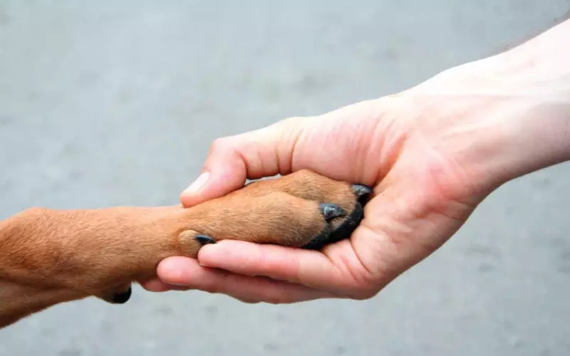 Il nemico del mio amico è il mio nemico: cosa capiscono i cani nelle relazioni interpersonali 9154_4