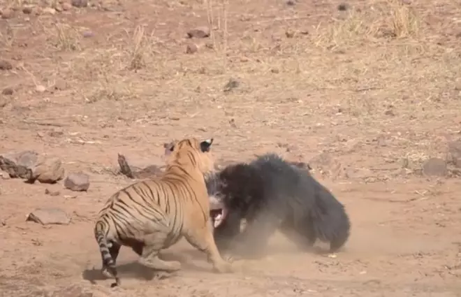 O tigre não dividiu o território com o urso e perdeu: vídeo da Índia