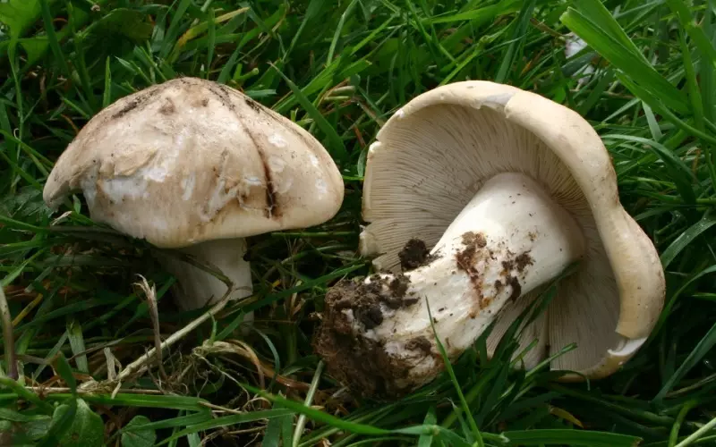 Faalogo, pepelo! O le sese ogaoga o le tele o tagata novice mushroom pickers o le le mafai ona iloa eseese 'aina suamalie mai a latou paʻaga oona. I aso nei, o loʻo iai faʻapitoa talosaga mo le telefoni e faʻatagaina oe e faʻatusatusa puloua. Ae le mafai ona e faʻalagolago atoa ia latou, o le mea saʻo lava le togafiti o le filifili naʻo na o pulouaitu e te iloa, 'aloʻese mai masalosaloga masalosalo, ma valaʻau se falemaʻi i le faʻailoga muamua o maʻi.