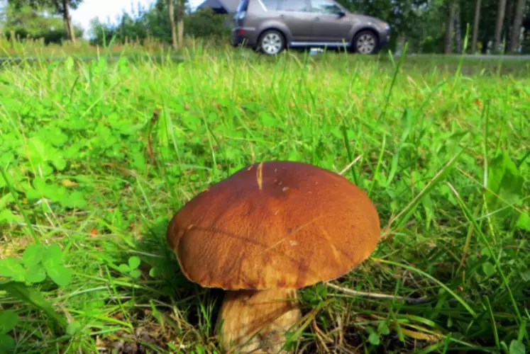 Sa maling oras, sa maling lugar ang Mushroom ay may isang natatanging kakayahan - tulad ng isang vacuum cleaner, kumukuha sila mula sa lupa at naipon sa kanilang sarili ang iba't ibang mga sangkap na naglalaman nito, kabilang ang mga mabibigat na riles at radionuclide. Kapag ang lupa ay labis na nahawahan, ang konsentrasyon ng mga nakakapinsalang sangkap na naipon ng halamang-singaw na lumalaki dito ay maaaring mas mataas ng sampung beses kaysa sa kapaligiran. Samakatuwid, upang hindi subukan ang assortment mula sa mga ilalim na linya ng periodic table kasama ang kabute, hindi inirerekumenda na manghuli nang tahimik kasama ang mga kalsada at riles, malapit sa mga landfill at pang-industriya na negosyo.