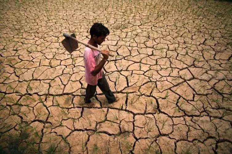 Seca em uma plantação de arroz na Índia causada pelo El Niño passado.