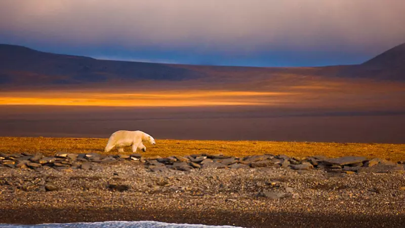 Ilha Wrangel, Rússia A Ilha Wrangel tem uma história interessante. É uma das poucas extensões de terra que escapou da glaciação durante a última Idade do Gelo. Os cientistas acreditam que foi aqui, na tundra ártica, que os últimos mamutes vagaram pelo mundo. Hoje os turistas vêm aqui para uma experiência inesquecível. Ainda há animais aqui que podem ser chamados de uma relíquia real da era passada - o boi almiscarado, a morsa do Pacífico, a coruja das neves e uma população bastante grande de ursos polares.