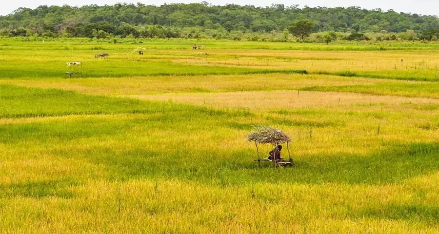 Guinea-Bissau တစ်နှစ်လျှင်ကမ္ဘာလှည့်ခရီးသွား ဦး ရေ ၇၅၀၀ သည်အဘယ်ကြောင့်နည်း။ နိုင်ငံ၏အခြေခံအဆောက်အအုံများလုံးဝပျက်စီးယိုယွင်းနေသည်။ သို့သော်မည်သို့ပင်ဖြစ်စေခရီးသွားများသည်မြို့တော်နှင့်သိပ်မဝေးသောကျွန်းစုနှစ်ဆယ်ရှိအလွန်လှပသော Bijagos သို့လည်ပတ်သင့်သည်။ ဒီမှာကမာကောင်တွေကကမ္ဘာပေါ်မှာအရသာအရှိဆုံးဖြစ်ပေမယ့်ဒေသခံလမ်းတွေကခေတ်သစ်လူနေမှုဘဝလိုအနံ့တောင်မထွက်ဘူး။ ဒါပေမယ့်ပေါ်တူဂီလက်ရာတွေရဲ့ပိုလျှံတဲ့အရာတစ်ခုရှိတယ်။