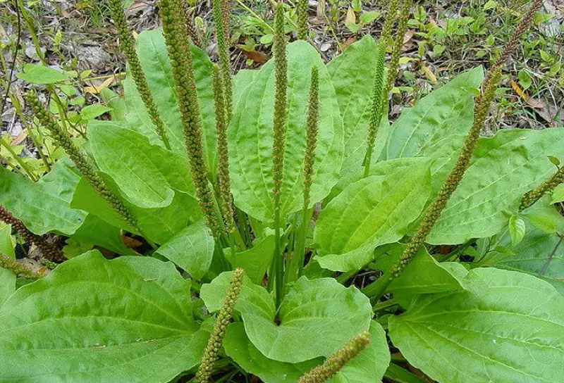 Plantain Les piqûres de nombreux insectes en elles-mêmes ne nuisent pas gravement à la santé, mais elles peuvent créer un inconfort important, provoquant un gonflement, des démangeaisons et, dans les cas extrêmes, une réaction allergique. Vous pouvez soulager les symptômes désagréables et la douleur avec un remède populaire comme la banane plantain. Les feuilles doivent être rincées à l'eau, pétries jusqu'à ce qu'elles soient extraites ou mâchées et placées sur le site de la morsure. Les feuilles fanées doivent être remplacées périodiquement par des feuilles plus fraîches. De plus, la banane plantain peut être utilisée comme antiseptique naturel. La feuille attachée à la plaie empêche le développement d'une inflammation purulente. De plus, elle favorise une croissance plus rapide du tissu cellulaire, grâce à laquelle la plaie guérira plus rapidement.