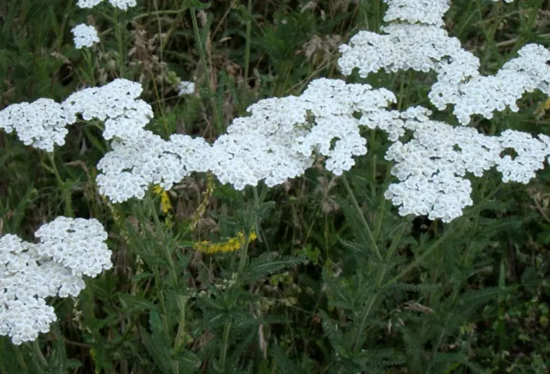 Yarrow En latín, yarrow chámase Achilléa. Segundo a lenda, o nome de Aquiles era o nome dun dos heroes da guerra de Troia, que trataba aos guerreiros con zume de milenrama. A planta contén taninos, aceites esenciais, ácidos orgánicos, vitaminas C, K, caroteno e outras substancias, debido ás cales pode usarse como medicamento hemostático, antimicrobiano, vasodilatador, antiinflamatorio e diaforético. A partir da planta prepárase unha infusión, decocción ou ungüento. Para uso externo, basta con tomar entre 25 e 30 gramos. Despeje milfollas cun vaso de auga fervendo e insista durante unha hora nun termo. Para internos, como axente hemostático e antiinflamatorio, 15-20 gr. herbas milenrama e urtiga debe ser vertido con 1 vaso de auga fervendo, insistir nun termo durante unha hora e escorrer. Tomar 1 colher de sopa. culler 4-6 veces ao día.