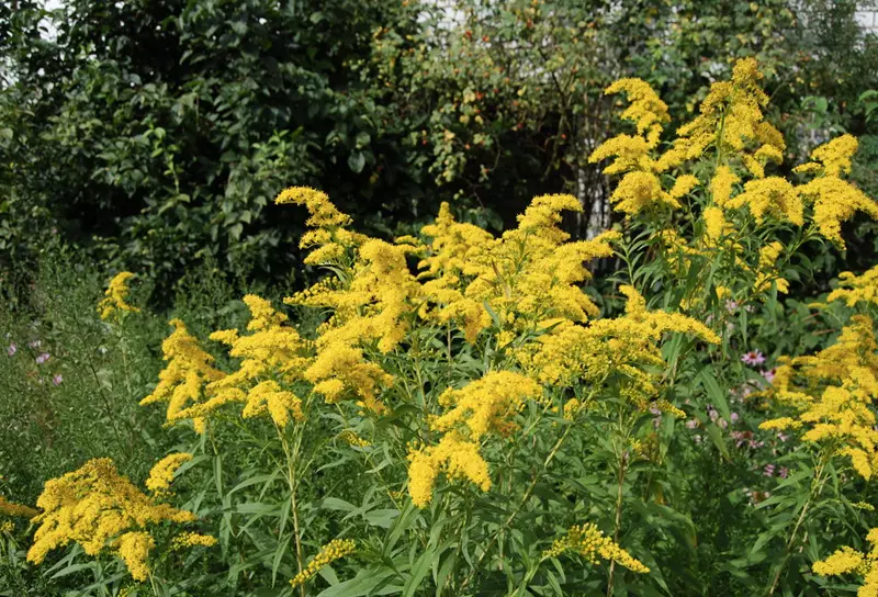 Goldenrod Xilliga xagaaga, si fudud ayaa looga heli karaa kaynta ama waddooyinka agtooda. Geedku wuxuu ka kooban yahay walxo ay ka mid yihiin saponins, saliid lagama maarmaan ah, alkaloids, caffeic acid, quercitrin, flavanoids, kuwaas oo saamayn togan ku leh jirka waxayna gacan ka geystaan ​​la dagaallanka tiro cudurro ah. Warshadu waxay leedahay diuretic, anti-bararka iyo saameynta bakteeriyada. Caleemo cusub ayaa lagu burburin karaa saxarka waxaana loo isticmaali karaa in lagu daweeyo nabarrada. Faleebada goldenrod waxaa loo diyaariyaa sida soo socota: 1 qaado oo geedka la jajabiyey ayaa lagu shubay 500 ml. biyo karkaraya kuna adkeyso 6-7 saacadood, ka dibna ku shaandhee weel nadiif ah oo qaado 30 ml. 3 jeer maalintii. Waxaa sidoo kale mudan in la xusuusto in goldenrod uu yahay warshad sun ah, sidaa darteed, waxaa wanaagsan inaadan qaadin iyada oo aan loo baahnayn baahi gaar ah, iyo marka la qaadanayo, qiyaasta waa in si adag loo ilaaliyaa.