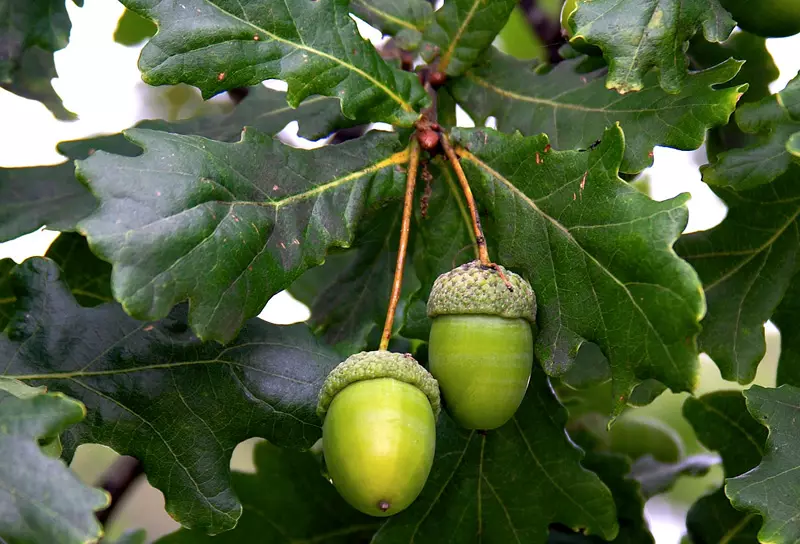 Bellotas As landras conteñen moitos nutrientes e, en momentos difíciles, as súas propiedades nutritivas poden aforrarte da fame. As landras teñen un efecto bactericida e envolvente. Desde sempre, os froitos do carballo empregáronse no tratamento da dor de dentes e as enxivas, en caso de intoxicación e simplemente indixestión, no tratamento de enfermidades do sistema xenitourinario. Para a indixestión, prepárase unha infusión de landras, composta por 1 cucharadita. materias primas trituradas, elaboradas cun vaso de auga fervendo. A mestura arrefríase, fíltrase e tómase 1/2 cunca 3 veces ao día. A mesma infusión pode usarse para o enjuague bucal.