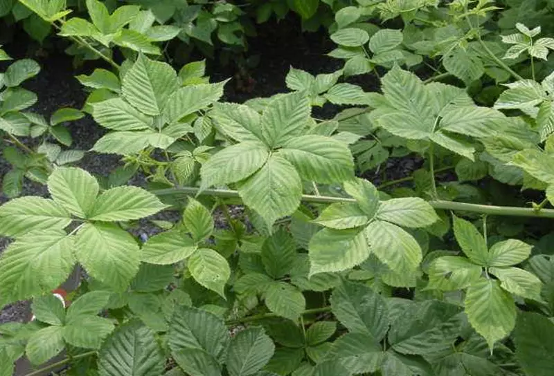 Feuilles de mûrier Les feuilles de cette plante contiennent des tanins et des minéraux, de la vitamine C et des acides aminés. L'infusion de feuilles a des effets anti-inflammatoires, cicatrisants, diurétiques et diaphorétiques. Il peut être utilisé pour traiter l'eczéma et l'inflammation de la peau, les maux de gorge, la stomatite et la diarrhée. En cas d'indigestion, deux cuillères à café de feuilles séchées sont infusées dans une tasse d'eau chaude pendant 1 à 2 heures, puis filtrées et bues 1/2 tasse 3 à 4 fois par jour 20 minutes avant les repas. Le gruau haché de feuilles fraîches doit être appliqué sur les plaies et les abcès.