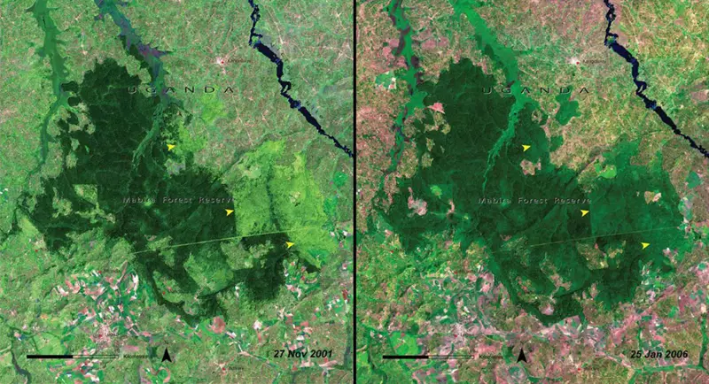 Çêkirina daran li Mabira Forest Uganda Çep: 2001 Rast: 2006