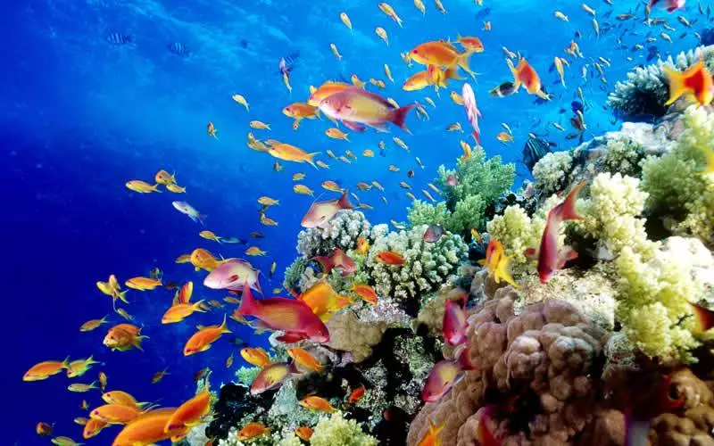 Área del Parque Nacional de la Gran Barrera de Coral: 345 400 km² El Parque Nacional Marino de la Gran Barrera de Coral se encuentra frente a la costa noreste de Australia en el Mar del Coral. Fue creado para proteger de la destrucción la mayor concentración de coral del mundo, ubicada aquí, y para proteger especies marinas exóticas.