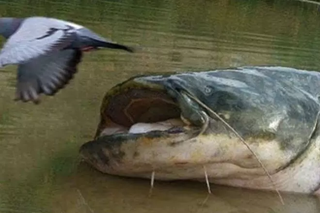 Come caccia il pesce gatto da sotto l'acqua