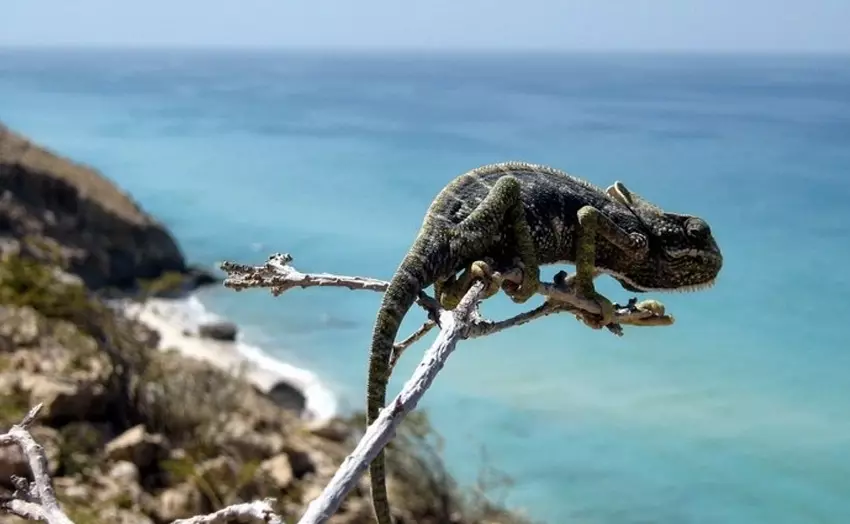 Most of the island's inhabitants are also endemic. The indigenous fauna of the island consists of bats, endemic shrews, small reptiles, including the chameleon Chamaele monachus, reptiles, arachnids and insects. 27 species of land reptiles are found only in the archipelago.