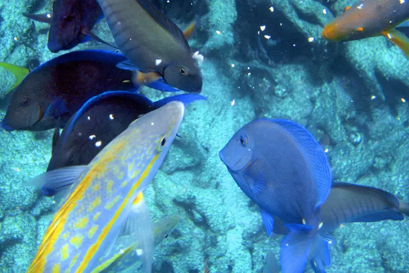 Praia de Carlos Rosario, Culebra, Porto Rico As principais praias da illa, descubertas polo propio Cristóbal Colón, son Flamenco e Carlos Rosario. Se o primeiro é un destino de vacacións na praia favorito, entón Carlos Rosario é a meca dos mergulladores e snorkelers. As súas augas cristalinas en Porto Rico son consideradas un dos mellores lugares para atopar peixes tropicais, ourizos e tartarugas.