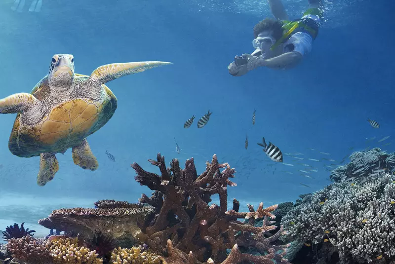 Chilumba cha Lady Elliot, Australia Great Barrier Reef ilibe malo osowa osangalalira ndi kukongola kwa madzi apansi pamadzi. Chilumba cha Lady Elliot chimasiyanitsidwa ndi malo ena chifukwa chowoneka pansi pamadzi pano chimafika mpaka mamita 50. Ndi malo abwino owonera nsomba zam'malo otentha zamitundumitundu ndi kukula kwake ndi cheza cha manta.