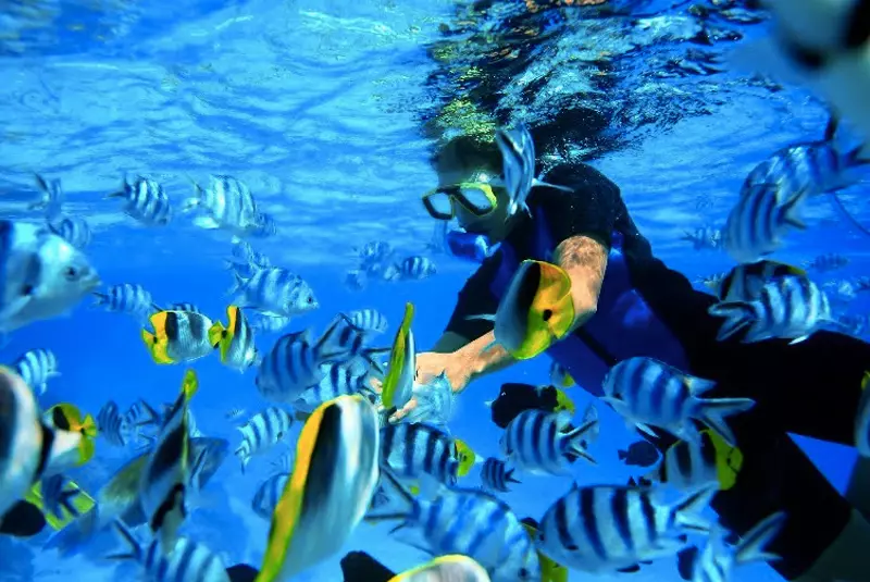 Praia de Matira, Bora Bora, Polinesia Francesa Todas as principais atraccións de Bora Bora están situadas baixo a auga. A lagoa da illa alberga unha gran variedade de vida mariña do Pacífico. Só hai máis de 1000 especies de peixes tropicais. A visibilidade da auga está entre os 30 e os 50 metros, o que crea as condicións ideais para practicar snorkel.