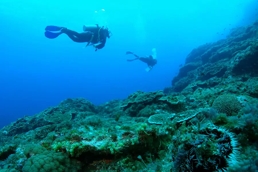 Die durchschnittliche Tauchtiefe beträgt hier etwa 25 Meter und die Taucharten reichen von Strömungs- und Höhlentauchen bis hin zum einfachen Schwimmen entlang der Korallenriffe. In den Gewässern hier können Sie Schwärme von Meeresengeln, Marlin, stacheligen Bonito (Wahoo), Delfinen und Schildkröten und sogar seltene Arten wie den Galapagos-Hai oder die spanische Tänzerschnecke sehen.