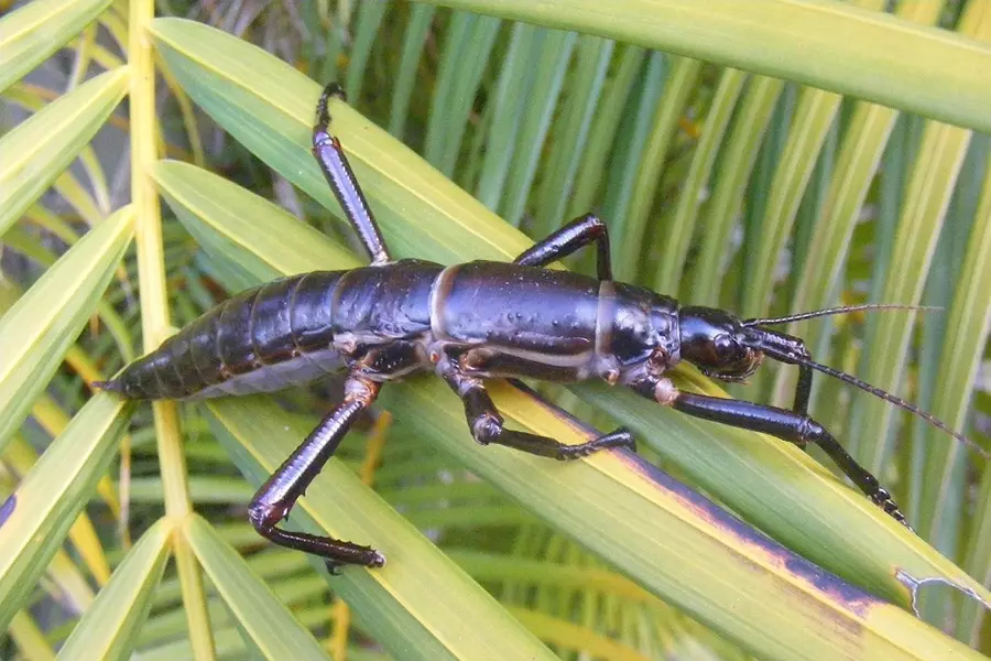 For a long time it was believed that there were no life forms at all on the island until in 2001 a colony of 24 giant stick insects was found under the melaleuca (tea tree) bushes at a height of 30 meters - one of the rarest insects on Earth, whose length is 12 centimeters. and the width is 1.5 centimeters.