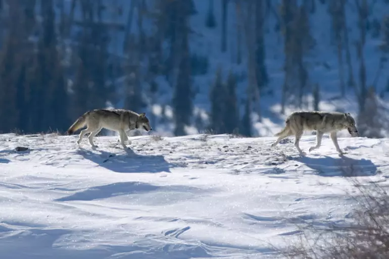 Enamik turiste külastab Yellowstone'i rahvusparki juulist septembri alguseni. Sel ajal ja päeval tõuseb temperatuur 25 ° C -ni ning bussid sõidavad Salt Lake Cityst ja Bozemanist parki. Talvel pole reis nendesse osadesse nii mugav, kuid see on seda väärt. Just sel perioodil võib pargis näha halli hunti. Et mitte kõrbe eksida, pole üleliigne giidi palgata.