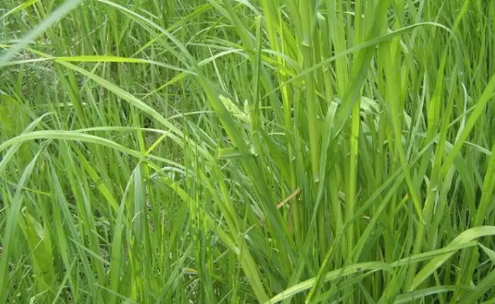 I-Wheatgrass Enye indlela yokuxubha amazinyo i-wheatgrass encane. Kumele ihlafunwe: ngenkathi kusenziwa, utshani buzochotshozwa, buqhekeze izintambo ze-cellulose, okuthi, njengebhulashi, zihlanze amazinyo akho.