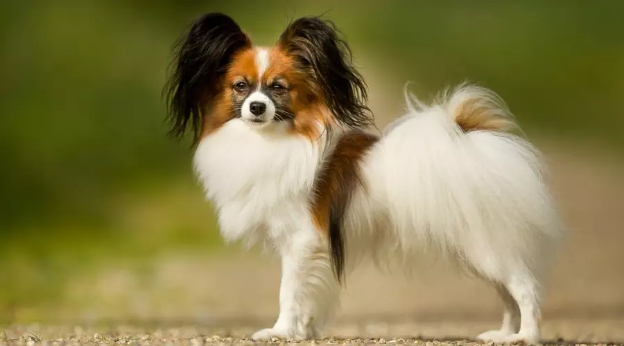 Papillon 8th place Small dogs are usually perceived as weak, cowardly and narrow-minded creatures. Papillon is not at all like that: the dog is smarter, stronger and even tougher than it seems. The dog very quickly learns new commands and is able to rush to the protection of the owner without flinching its tail.