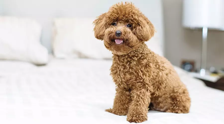 Poodle 2nd place In France, this breed is still called caniche (cane - duck), since it descends from hunting, French water dogs, so you should not underestimate the fluffy handsome man. The poodle is ranked second in Dr. Stanley Koren's ranking of the smartest breeds.