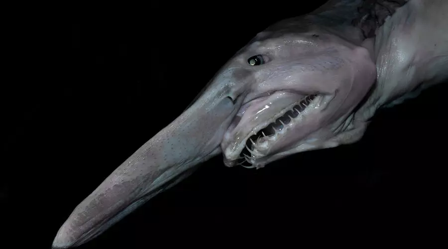 Goblin Shark Fortunatament, il-laqgħa ma 'dan il-kelb il-baħar ma theddidx anke lill-għaddasa l-aktar awdaċi. Il-klieb il-baħar Goblin jgħixu f'fond kbir ħafna, jattakkaw il-priża b'xedaq li jista 'jinġibed lura (ftakar "Alien").