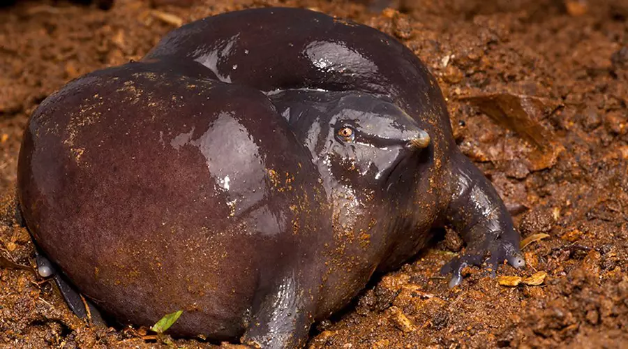 Katak ungu Katak ungu menghabiskan seluruh hidupnya jauh di dalam lumpur. Itu muncul 130 juta tahun yang lalu, tetapi para ilmuwan menemukannya hanya pada tahun 2003 - coba tebak di mana? Itu benar, di bawah lapisan lumpur yang tebal.