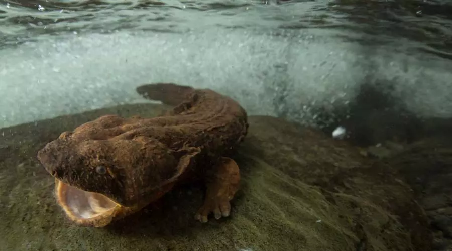 Alleghenian Burrower Tongue kin brutsen wurde. Dit is de grutste salamander fan 'e wrâld, dy't 170 miljoen jier lyn op' e planeet ferskynde.