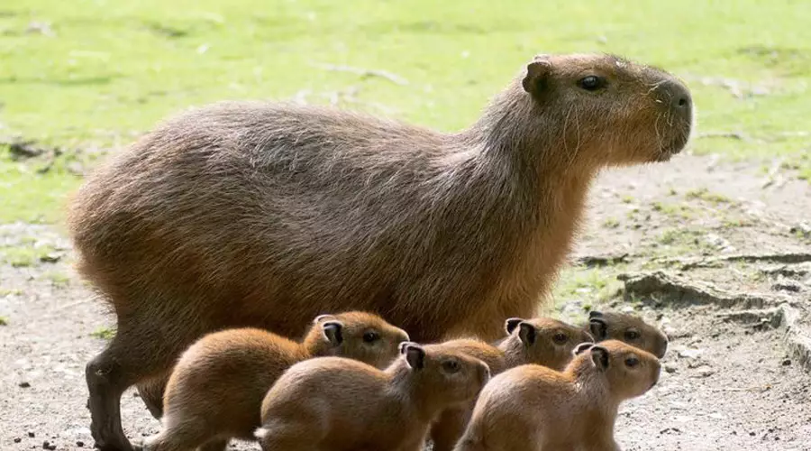 Capibara In tegenstelling tot wat vaak wordt gedacht, is de capibara helemaal niet zo'n zeldzaam dier. In Zuid-Amerika wordt het knaagdier gevonden aan de oevers van veel watermassa's. Bovendien wordt de capibara vaak als huisdier genomen - en ze kunnen zich niet eens voorstellen dat ze een dier hadden met een stamboom van 9 miljoen jaar.