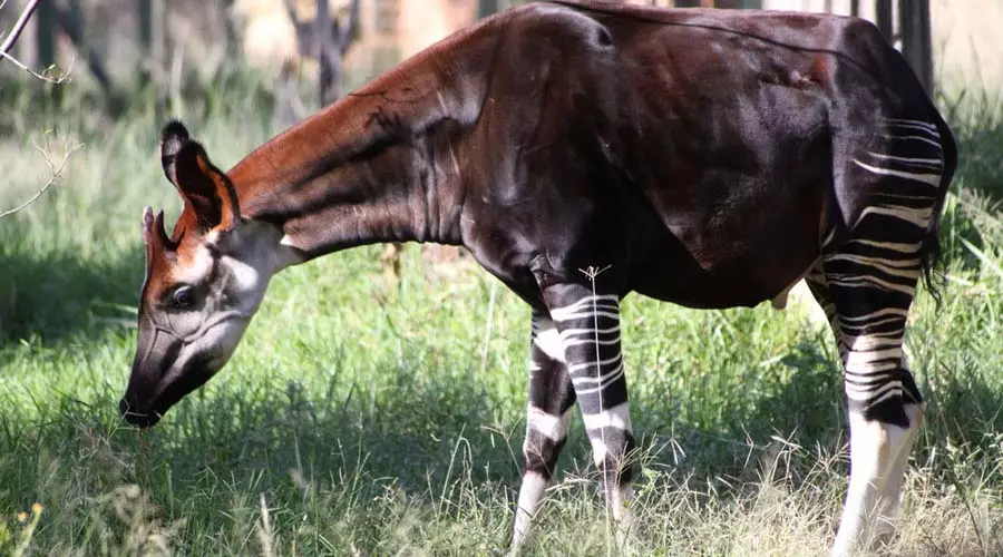 Okapi Iżda l-okapi mhux daqshekk roża daqs il-capybaras. L-aħħar rappreżentanti tal-ispeċi (inqas minn 10 elf individwu) issetiljaw fil-Kongo - mhux l-iktar reġjun sigur tal-pjaneta tagħna.