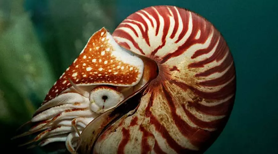 Nautilus Dizze mollusk ferskynde 500 miljoen jier lyn yn it Paleozoic -tiidrek. Doe besleat evolúsje dat it al alles mooglik hie dien: hjoed sjocht de nautilus presys itselde út, en de libbenswize is itselde as syn fiere foarâlden.