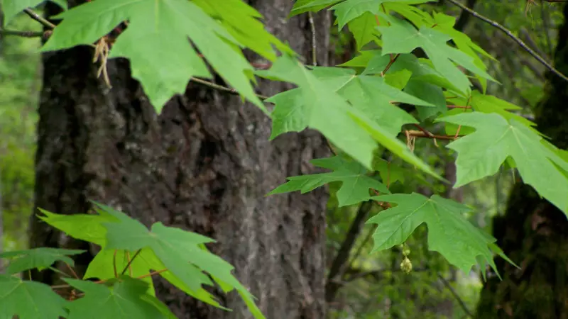 Ọ bụrụ na alder, maple, willow na -akwa ákwá, birch ehulata n'otu akụkụ, nke a bụ akara ọzọ na mmiri dị nso.