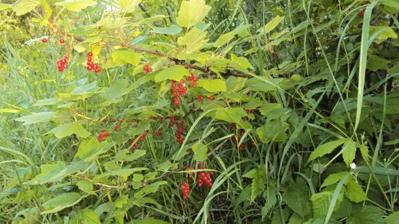 Ledum, Preiselbeere, Brombeere, Vogelkirsche, Sanddorn und Segge können bei der Wassersuche helfen. Wilde Johannisbeeren wachsen an einem praktisch trockenen Ort nur dort stark, wo sich das Grundwasser nahe der Oberfläche befindet.