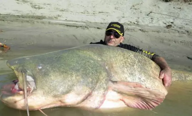 Cat ollmhór ó abhainn láibeach: 300 kg de mheáchan agus 3 mhéadar go leith ar fhad